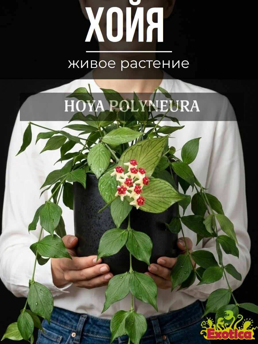 Хойя Полинейра (Hoya Polyneura) D10см, растение в горшке