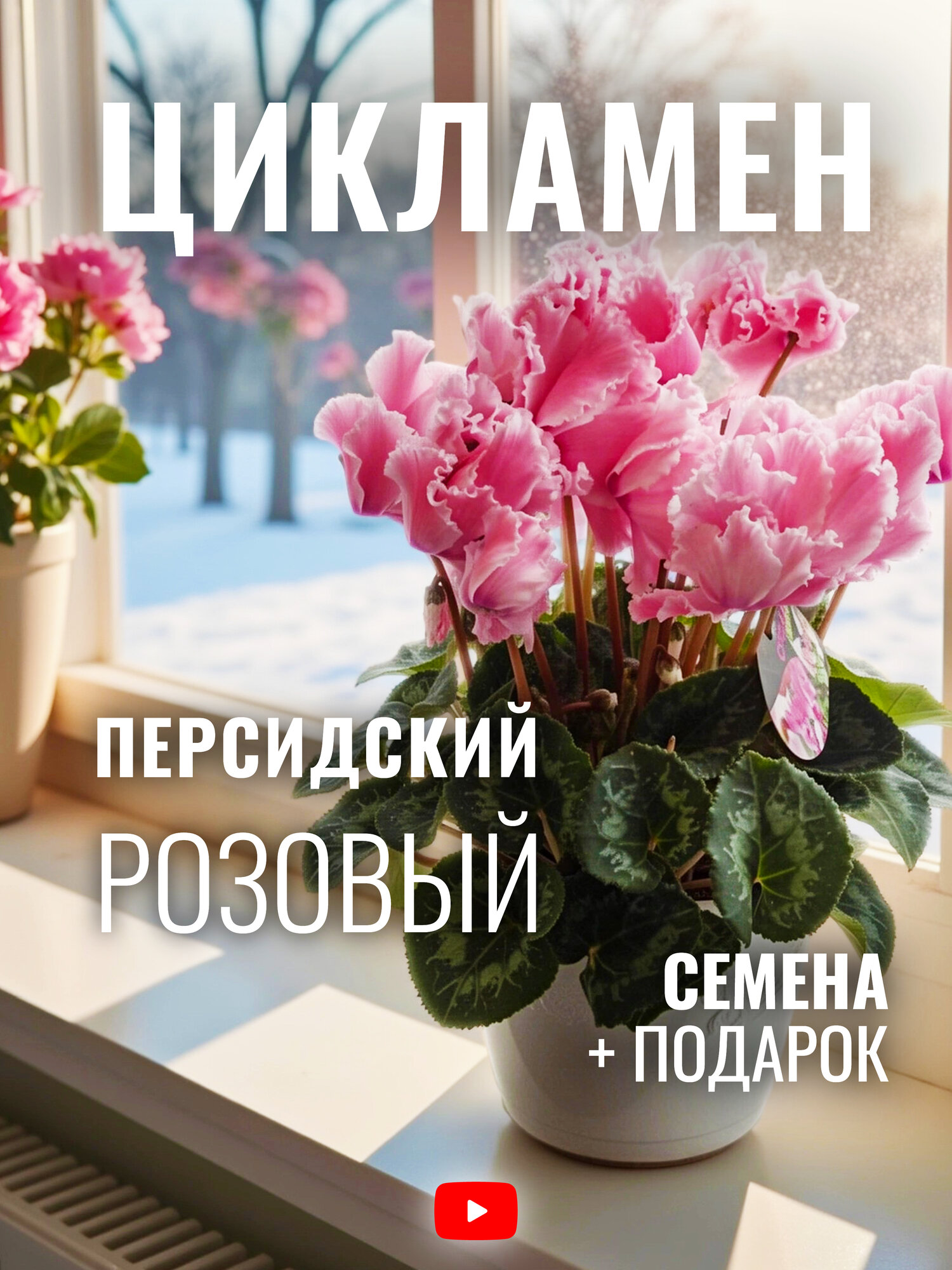 Цикламен персидский Розовый, Семена, 5 шт, семена комнатных цветов