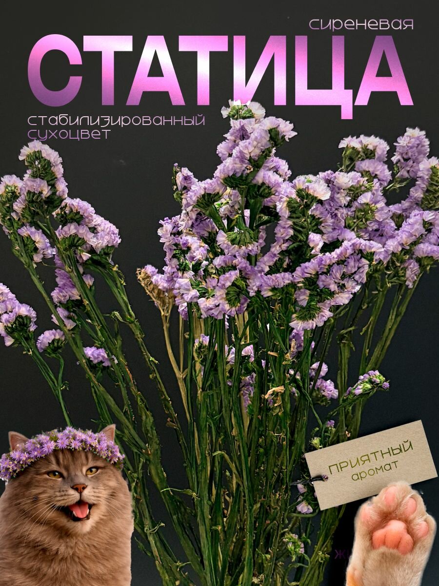 Статица стабилизированная сиреневая, 50 см