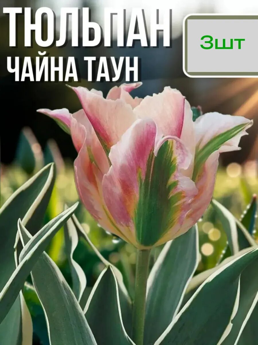 Тюльпан Чайна таун