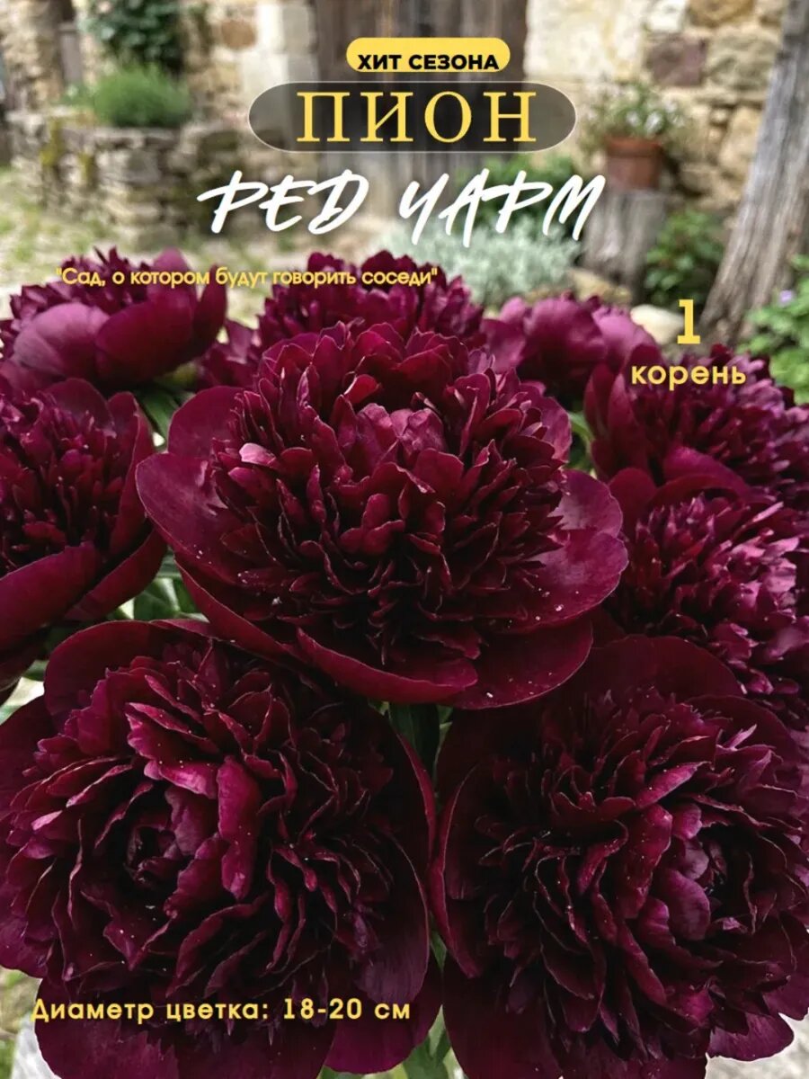Пион Ред Чарм