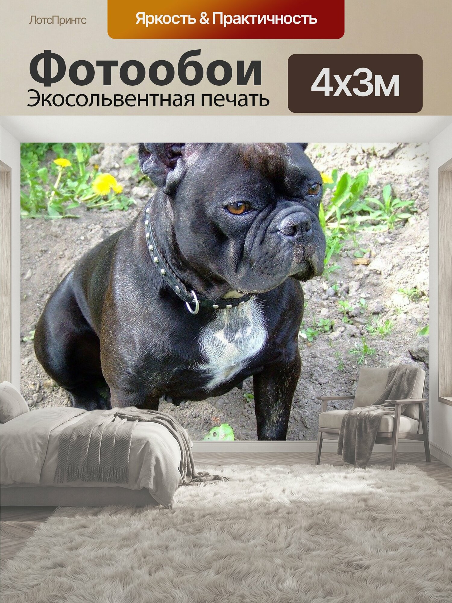 Фотообои "Французский бульдог, собака, собачка" 400x300 см. экосольвентная печать