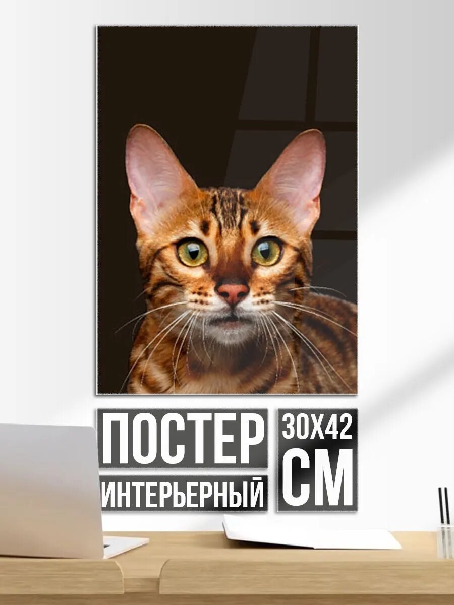 Постер на стену Молодая бенгальская кошка