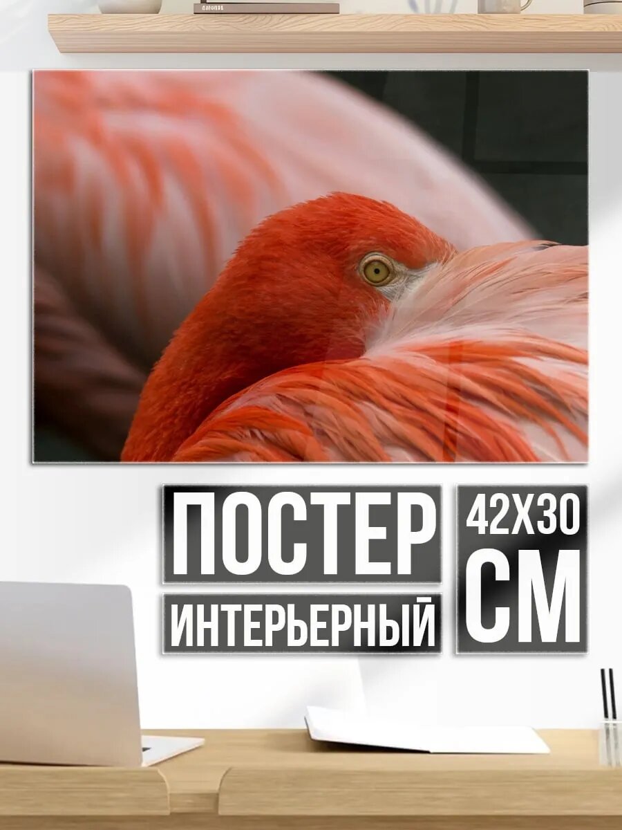 Плакат постер Фламинго в перьях