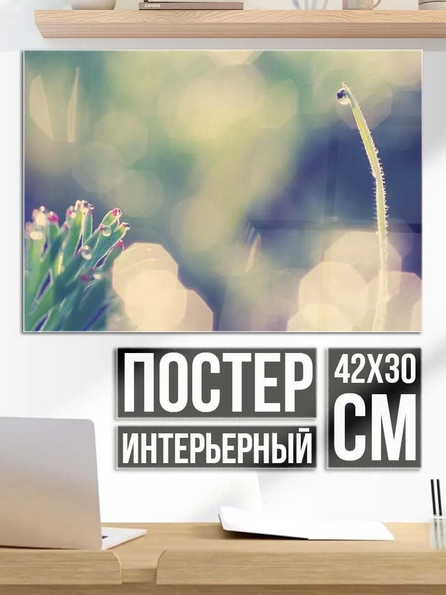 Плакат постер Капли на траве