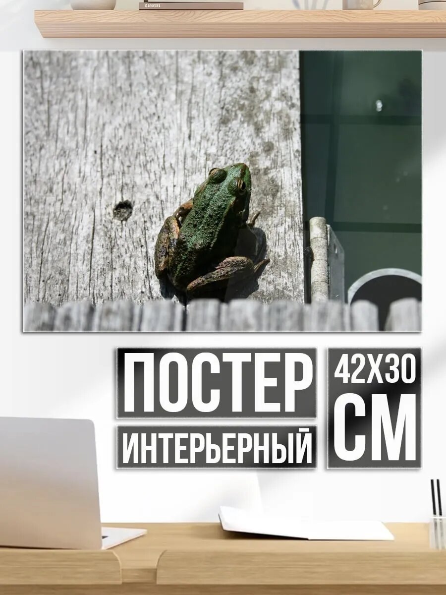 Плакат постер Лягушка на Дереве