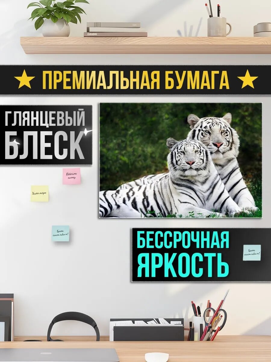 Плакат постер Два белых тигра — фото 1