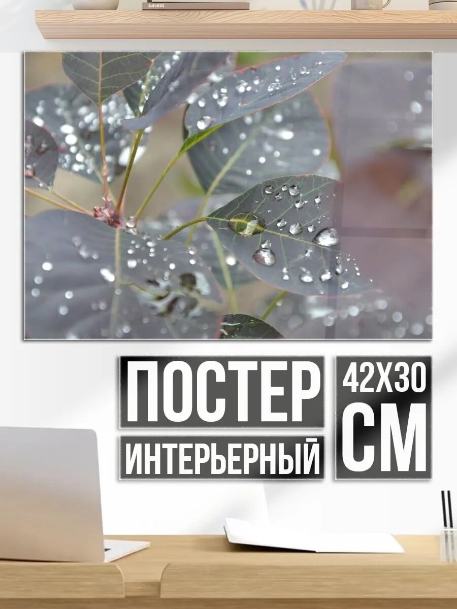 Плакат постер Капли на листьях