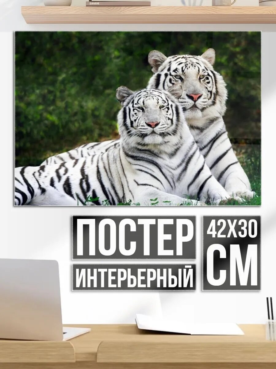 Плакат постер белые тигры