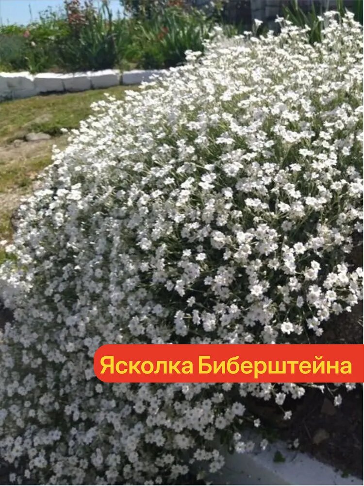 Ясколка Биберштейна (Крымский Эдельвейс) - Неприхотливое, многолетнее, почвопокровное, травянистое растение! / Семена ясколки 0,1 гр. - Агрофирма аэлита