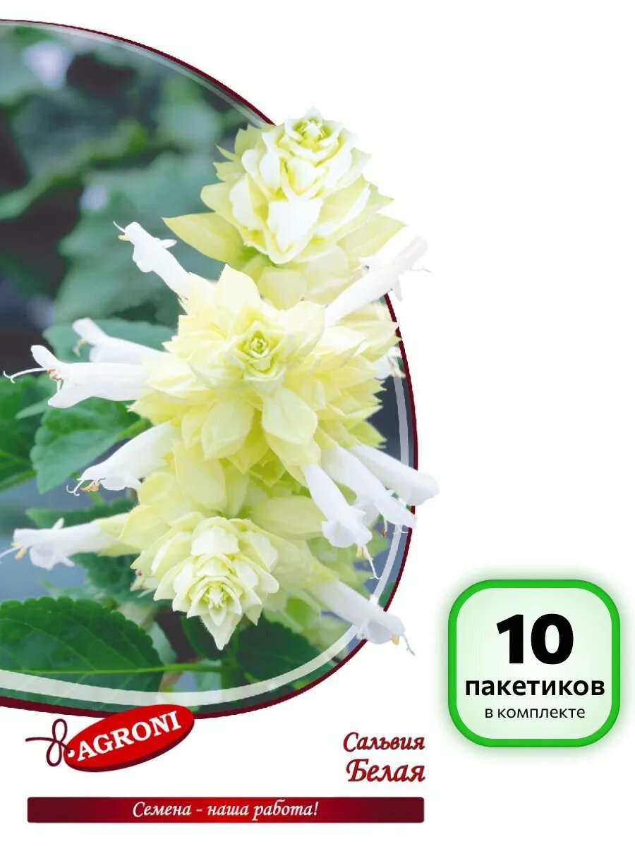 (10 шт.) - Семена Сальвия белая (0,1г)