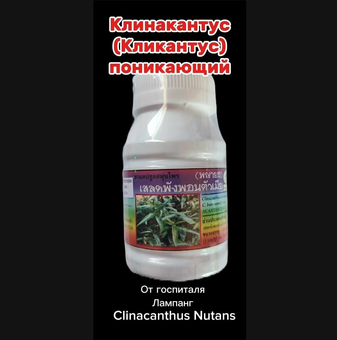 Клинакантус (Кликантус) поникающий экстракт от госпиталя Лампанг Clinacanthus Nutans100 шт. Таиланд