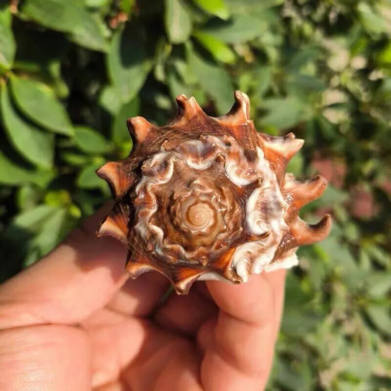 Натуральная раковина улитки YQXH