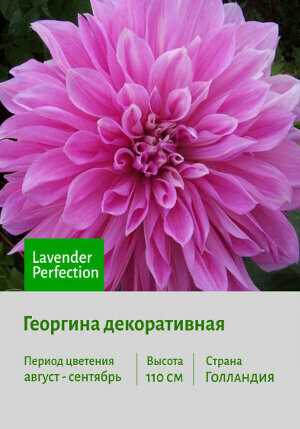 Георгина декоративная Лавендер Перфекшен (Lavender Perfection) 1 шт. Сотка