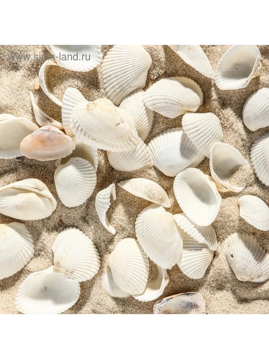 Декоративные ракушки для творчества