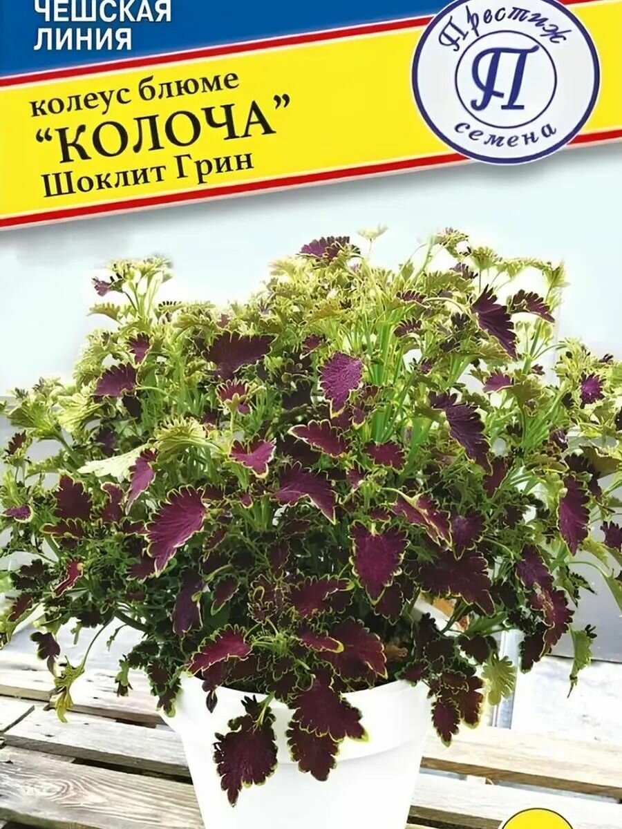 Колеус Колоча Шоклит Грин 5 шт, Семена Престиж