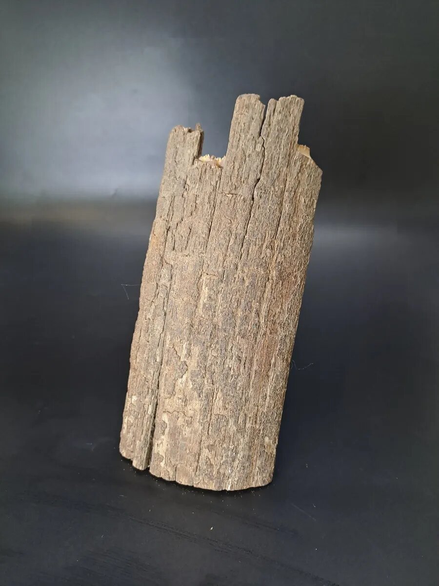 Бивень мамонта для коллекции