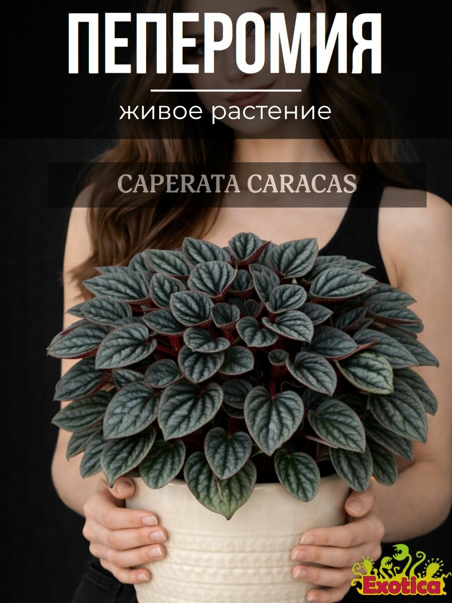 Пеперомия Каперата Каракас (Peperomia Caracas) D5см, растение в горшке