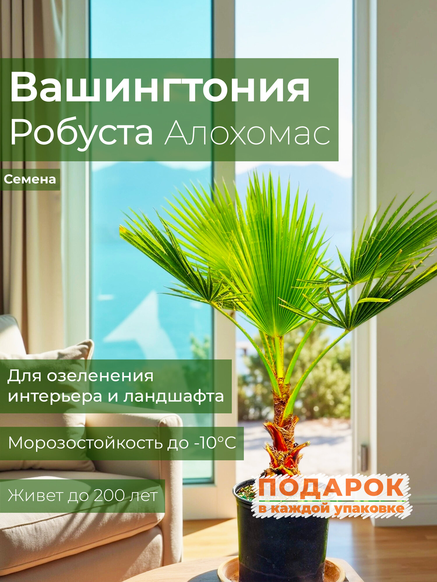 Вашингтония Робуста Алохомас, Семена, 5 шт для комнатного и уличного выращивания