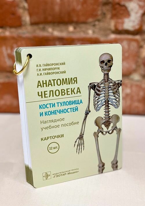 Анатомия человека. Кости туловища и конечностей. Карточки : наглядное учебное пособие / И. В. Гайвор