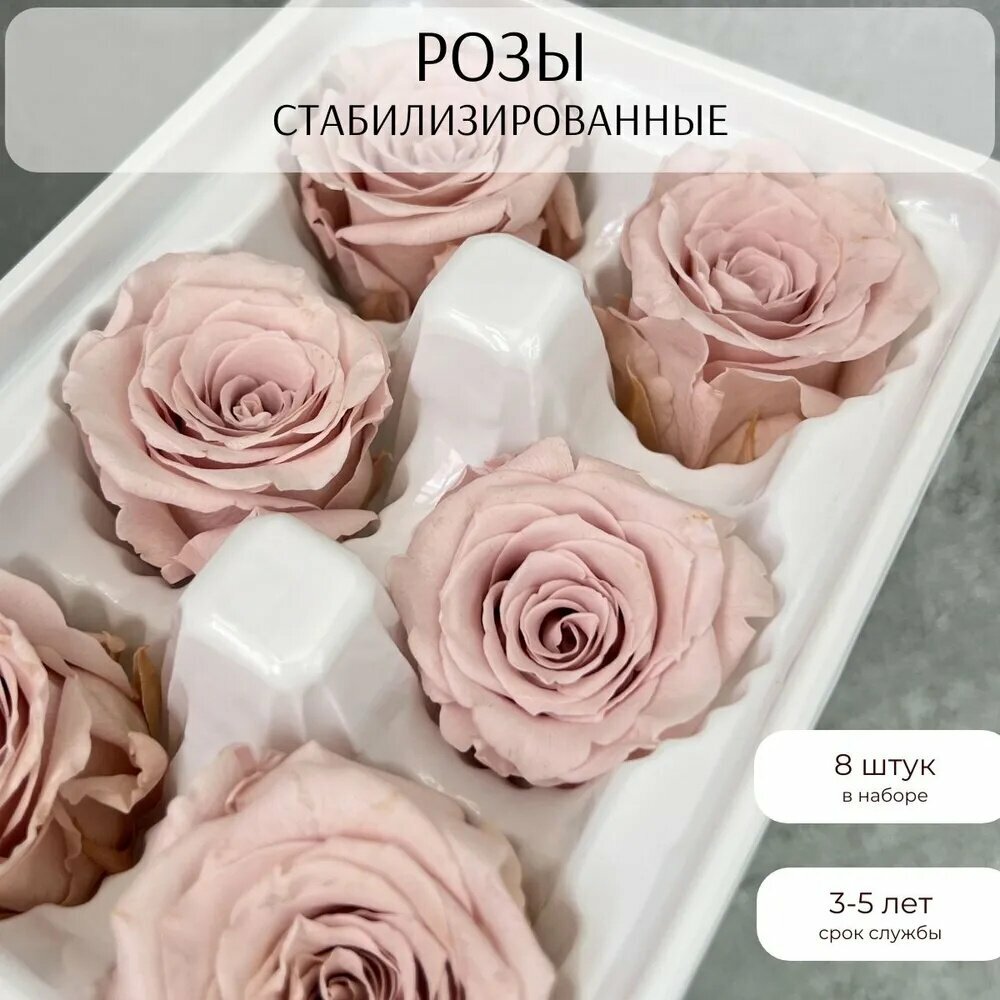 Стабилизированные цветы Анемона, 4 см, 250 гр, 8 шт