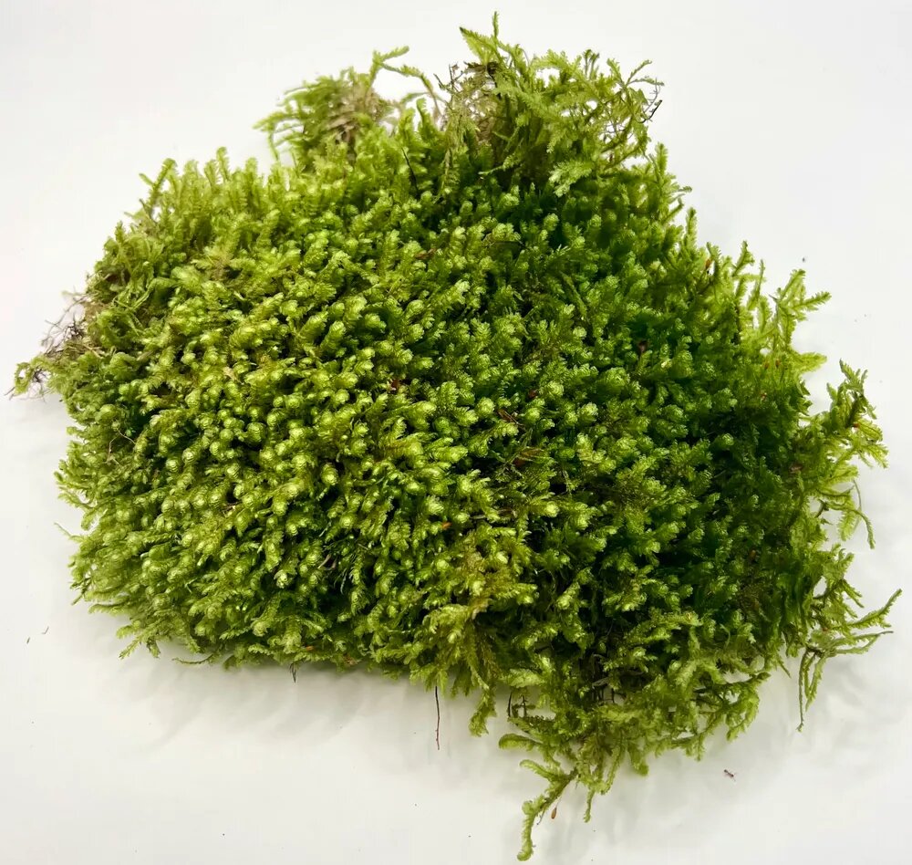 Лесной мох для улиток и рептилий 2 л