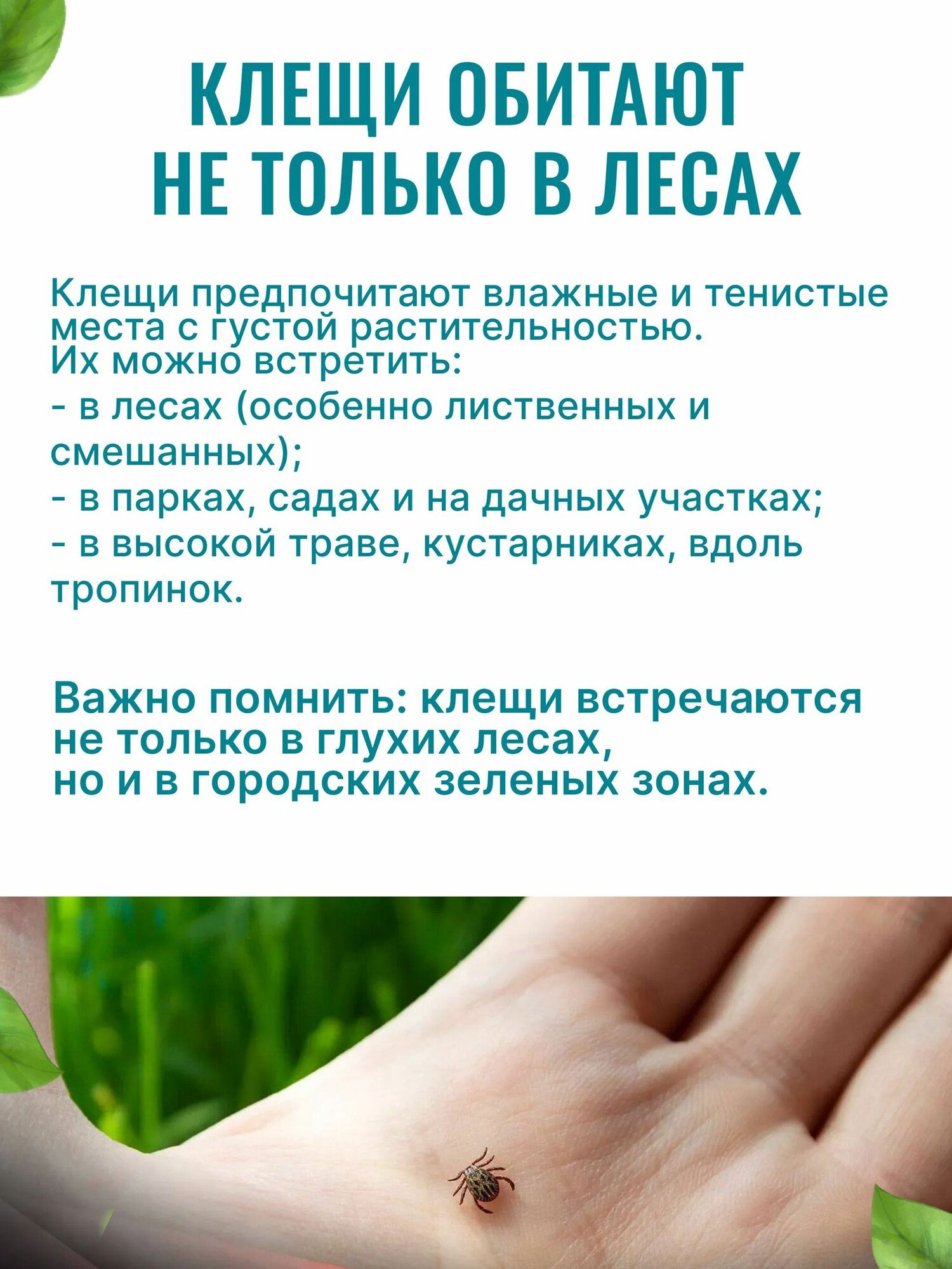 Удалитель клещей — фото 1