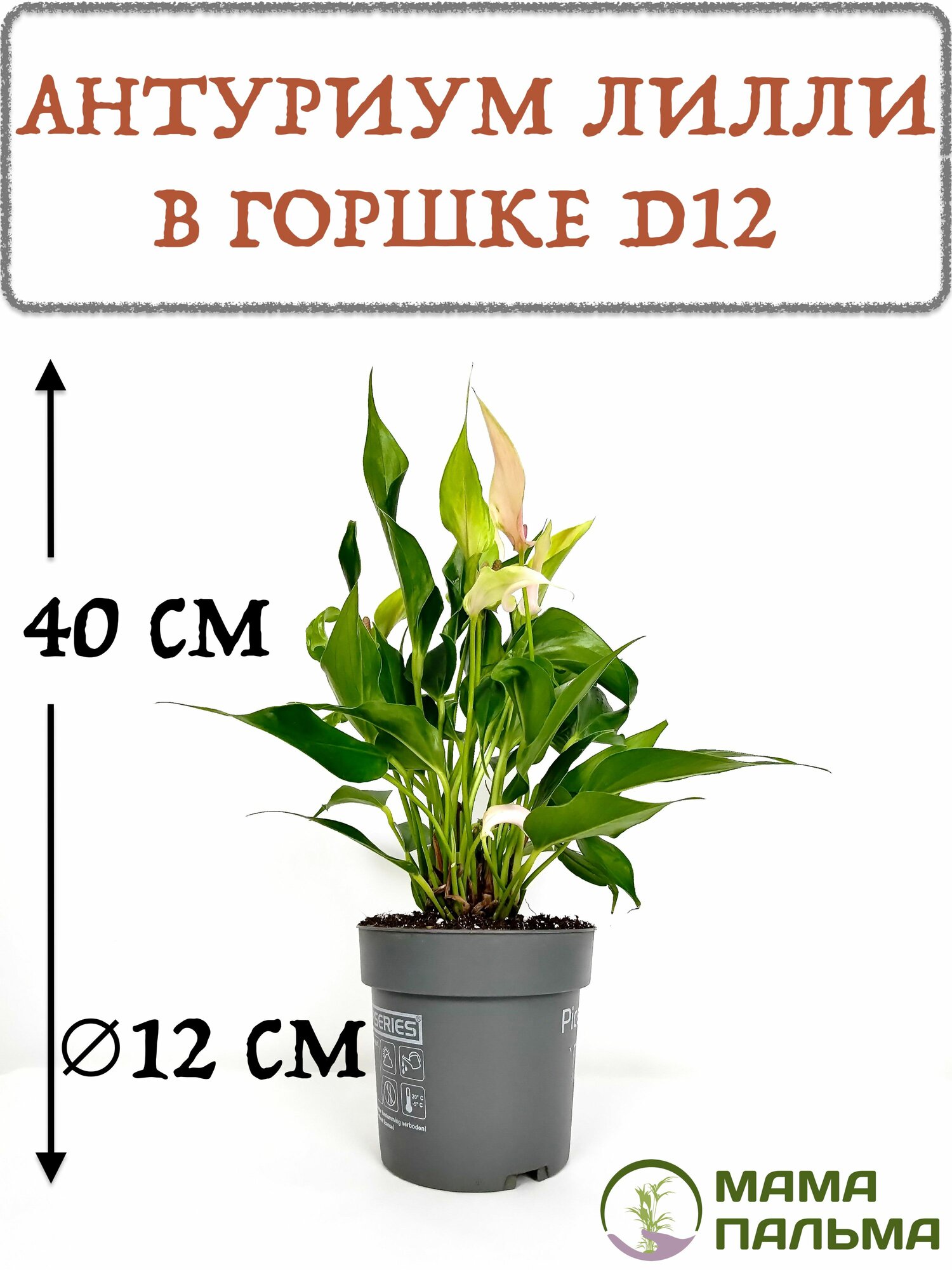 Живое растение Антуриум Лилли в горшке D12 высота 40 см