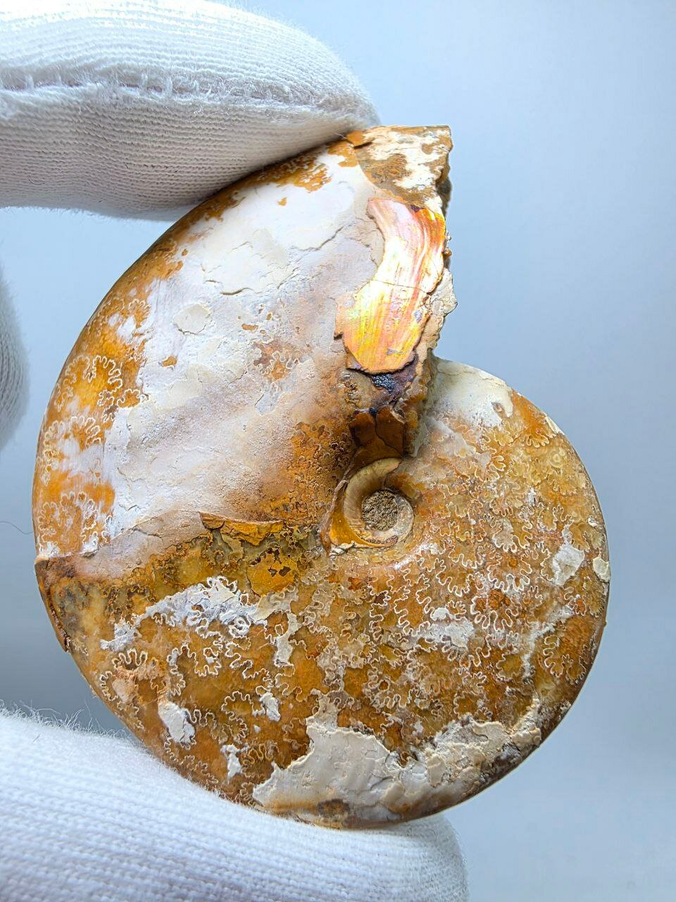 Аммонит перламутровый 63 мм, 42 г.