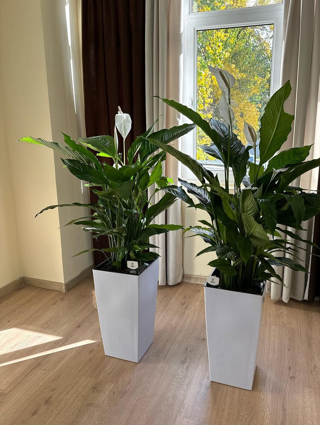 Спатифиллум в высоком кашпо 28/130