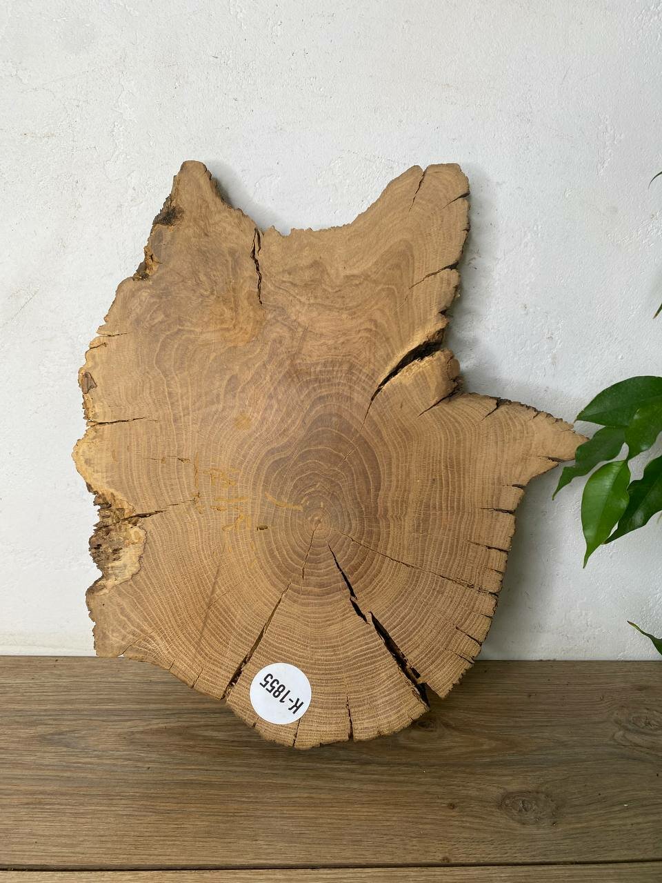 Спил дуб . Габаритные размеры 39х33х6 см. Шлифованный с 2-х сторон. артикул к1855