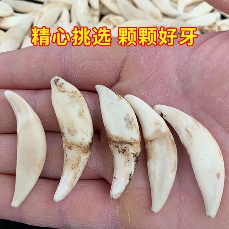 Славянский оберег Волчий Клык магический кулон амулет Зуб Волка4.0 4.4cm