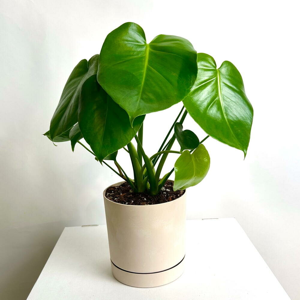 Комнатное растение, Монстера Делициоза в пластиковом кашпо кремового цвета, 35 см