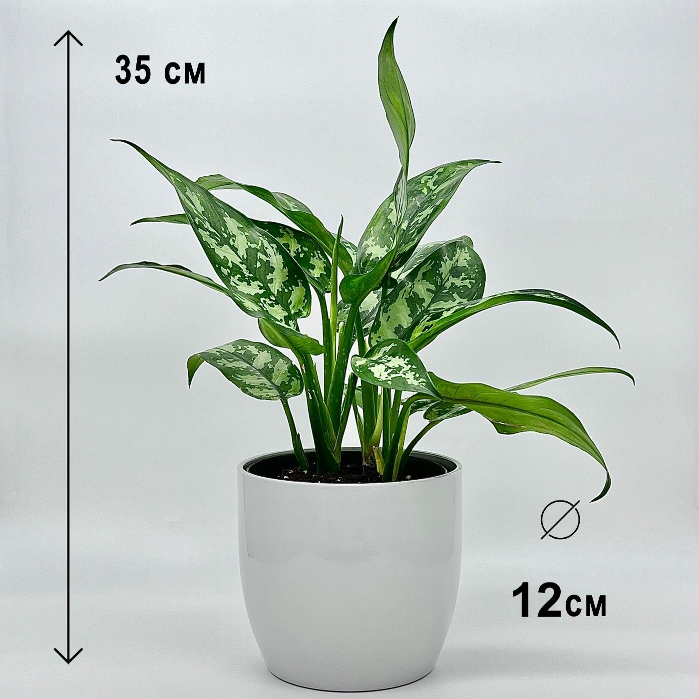 Аглаонема в сером пластиковом кашпо, высота композиции 31-35см