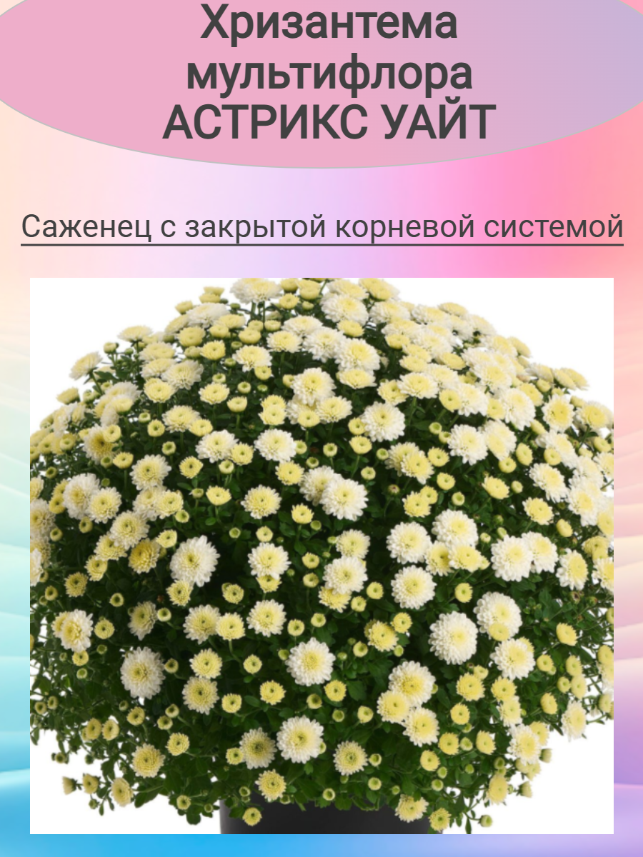 Хризантема мультифлора Астрикс Уайт