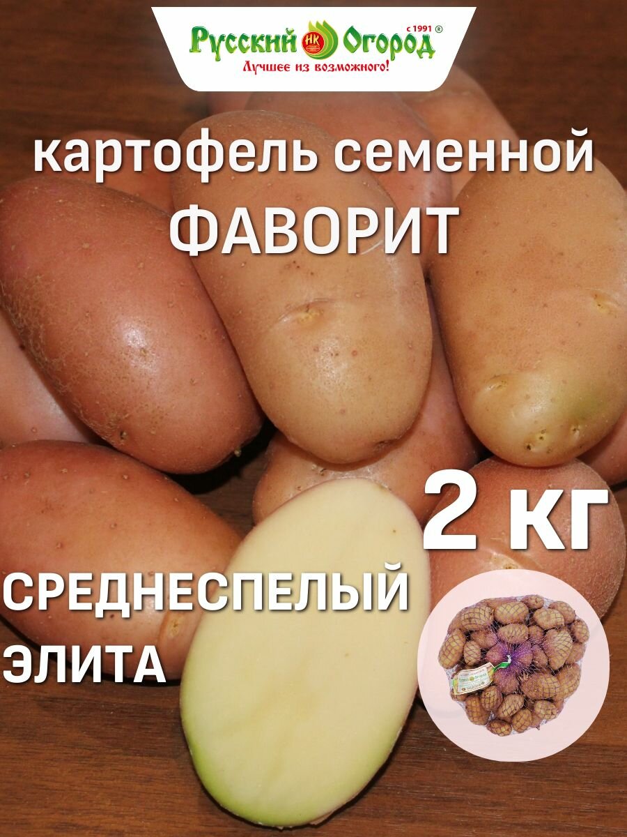 Картофель семенной Фаворит