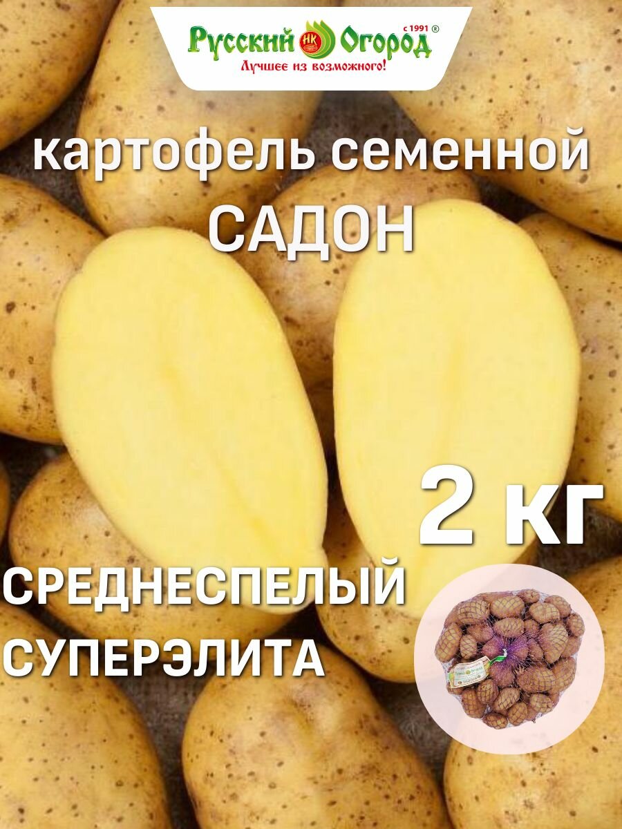 Картофель семенной Садон