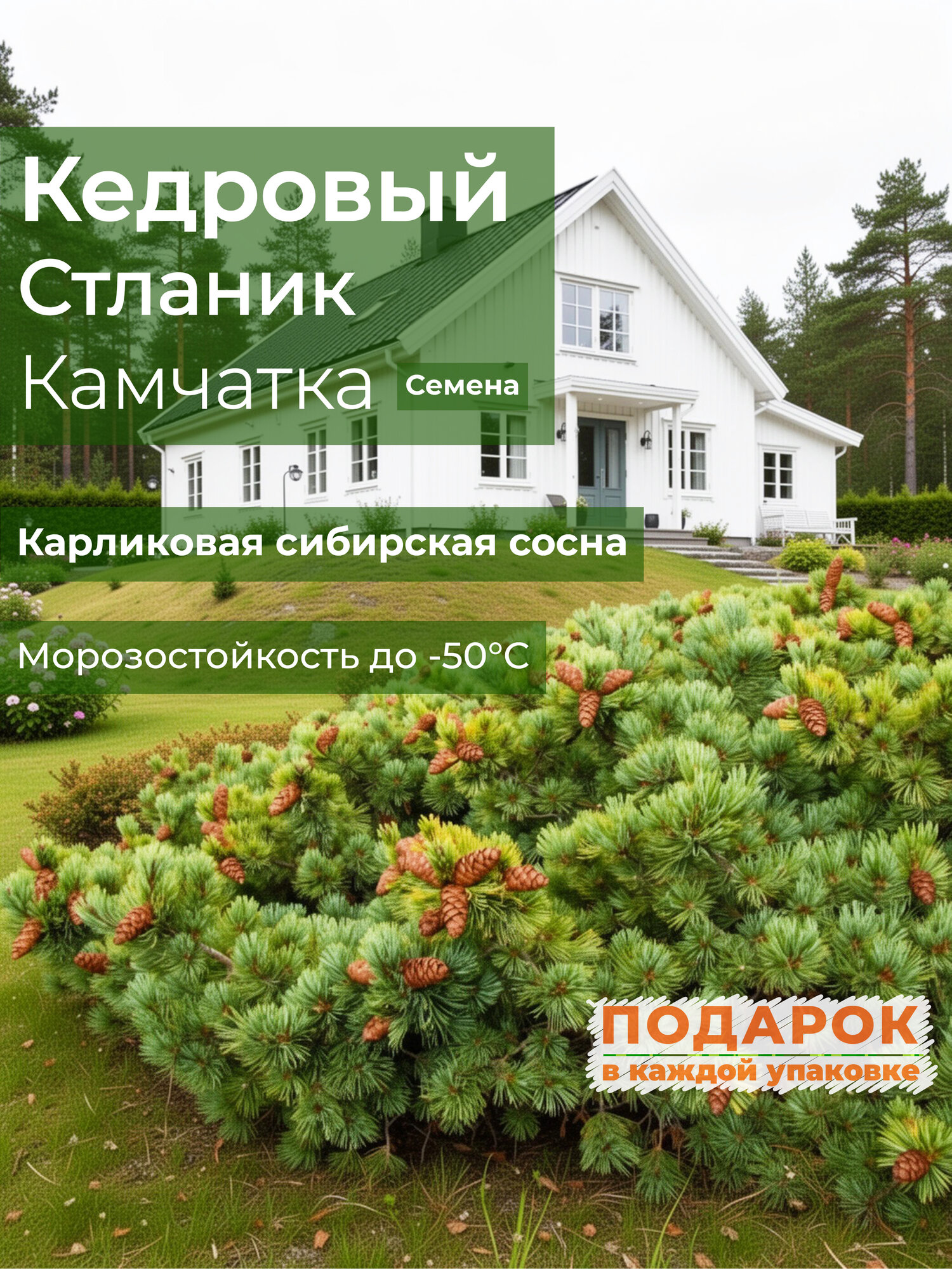 Кедровый стланик Камчатка, Семена, 20 шт, семена хвойных растений