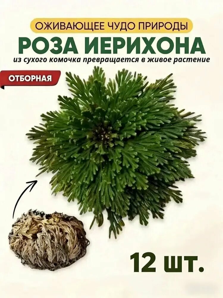 Сухоцветы, 5 см, 15 гр, 12 шт