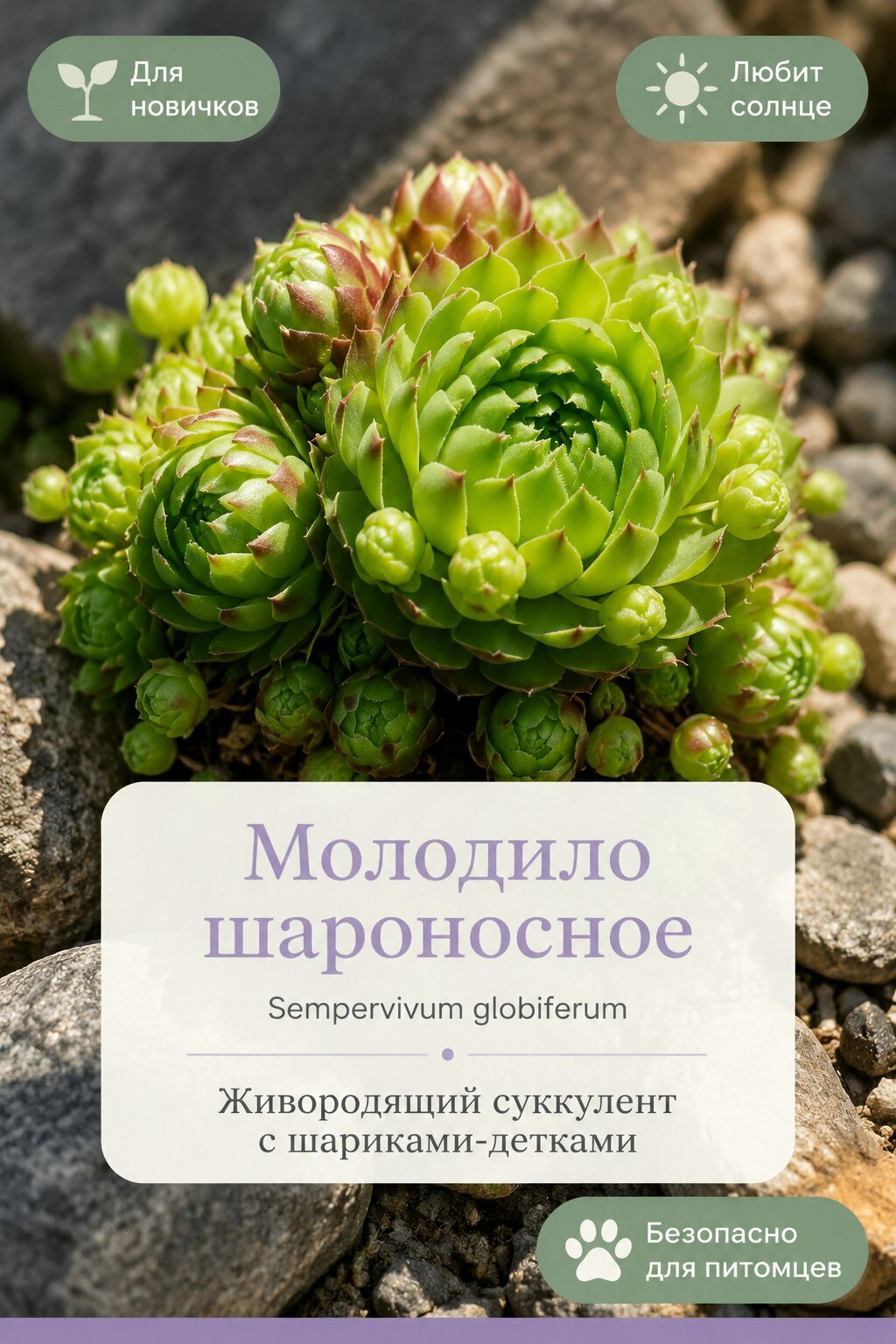 Молодило шароносное / побегоносное (Sempervivum globiferum, syn. Jovibarba globifera) живородящий суккулент с округлыми розетками и шариками-детками