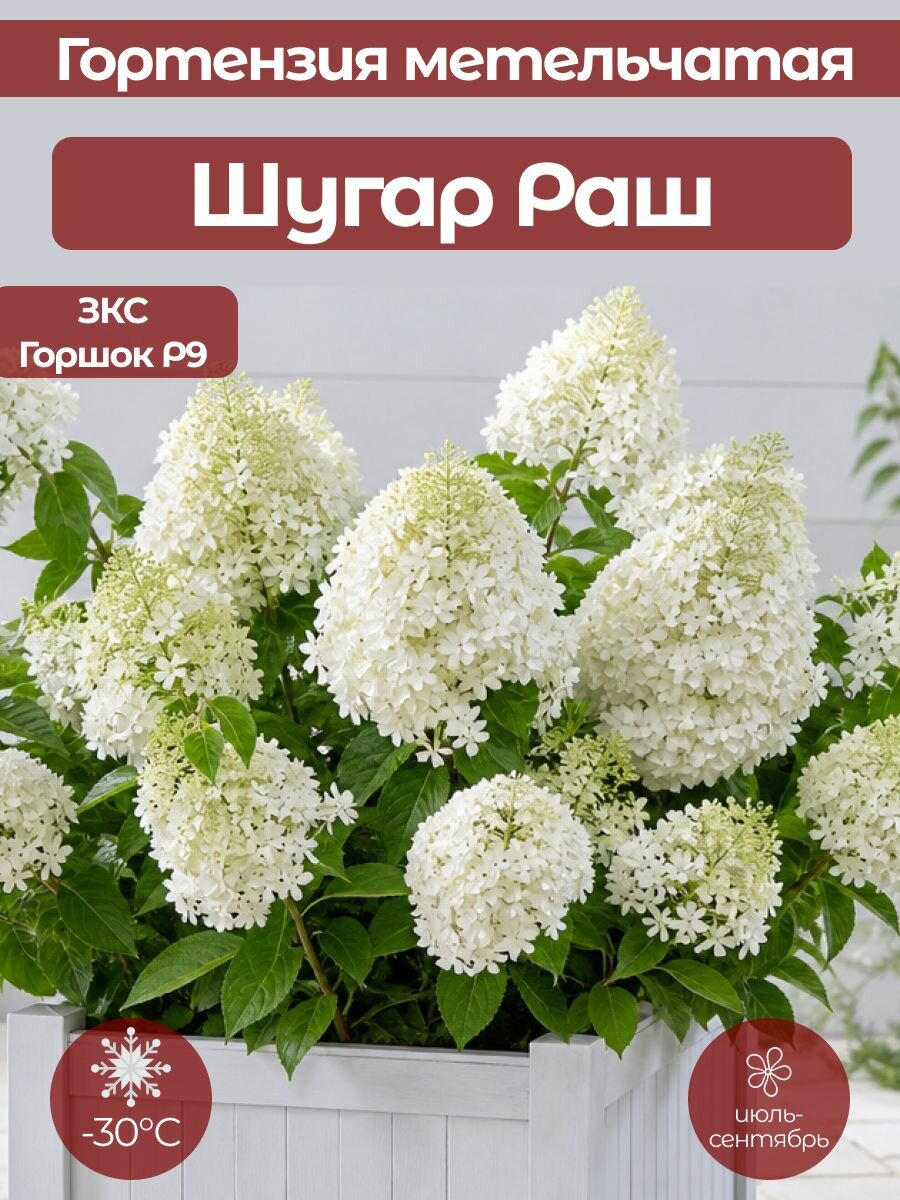 Гортензия метельчатая Шуга Раш