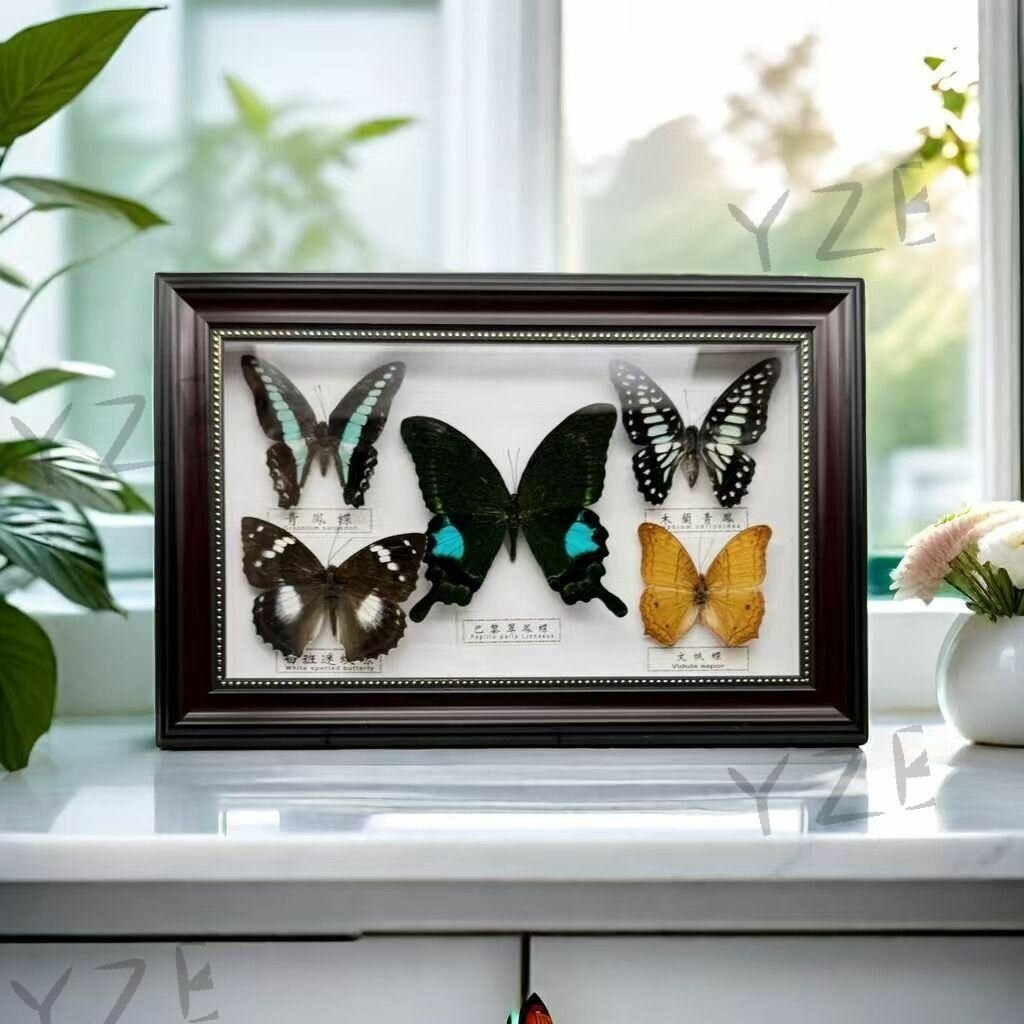 Коллекция настоящих бабочек в рамке под стеклом, 5 шт, настольная подставка, энтомологический декор для интерьера