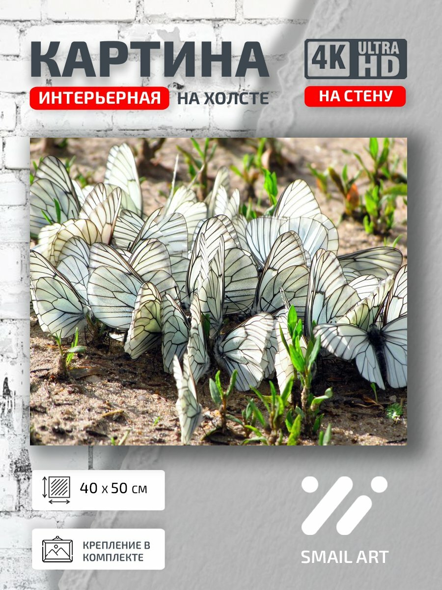 Картина на холсте интерьерная 40 на 50 на стену Бабочки Landscape для спальни пейзаж декор