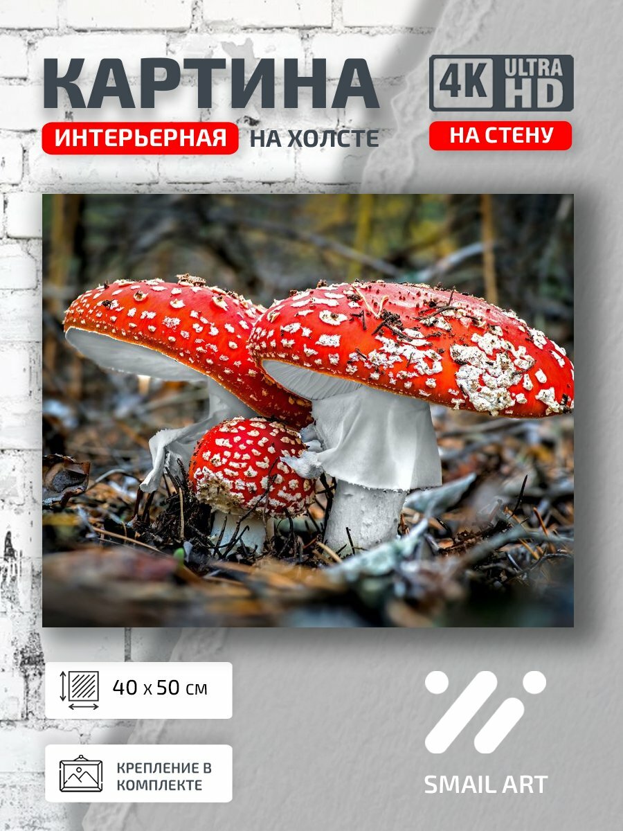 Картина на холсте интерьерная 40 на 50 на стену План Macro для гостиной макро интерьер