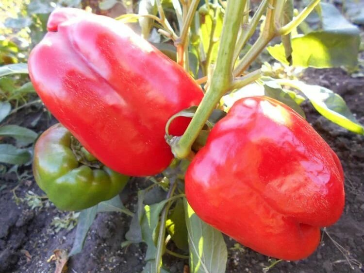 Коллекционные семена перца сладкого Рубиновый бык