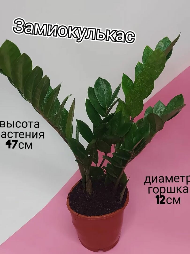 Замиокулькас