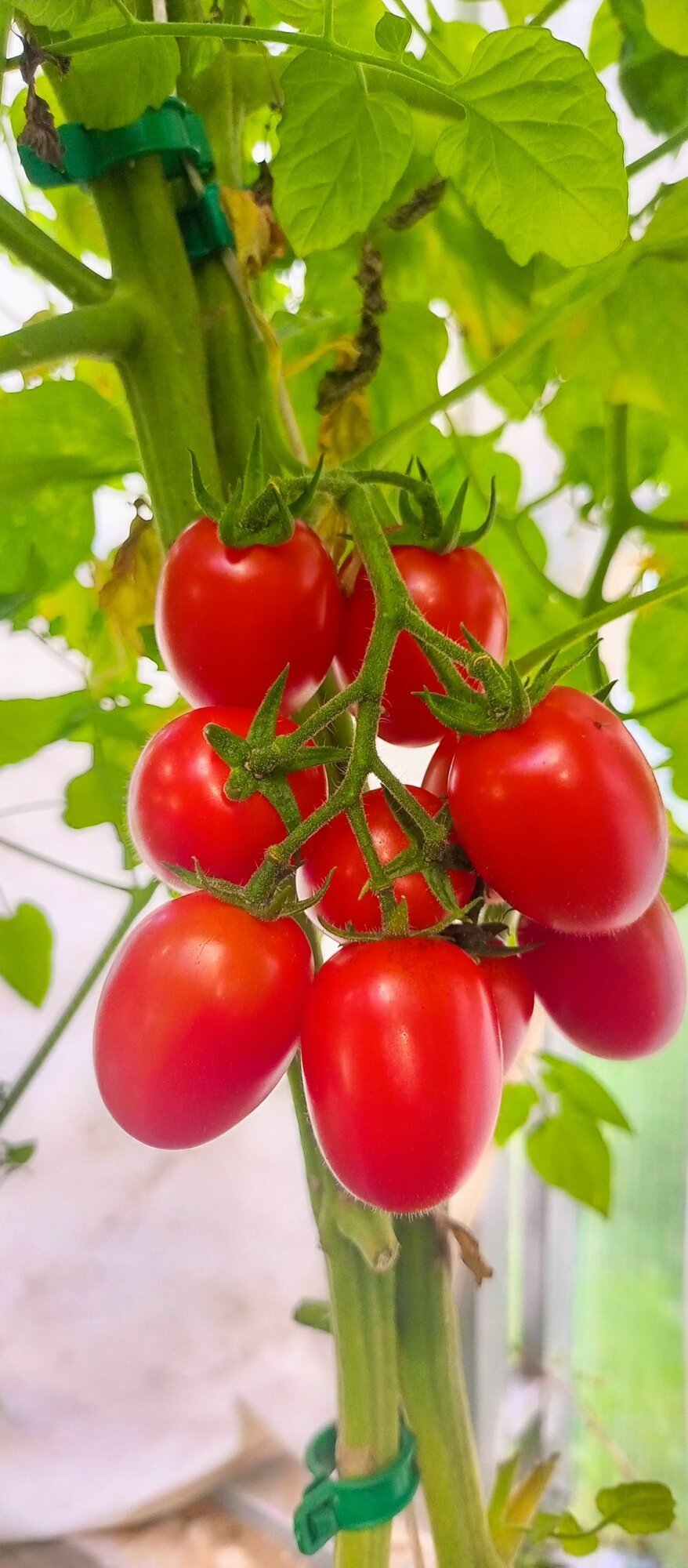 Гроздь сливок 7шт+бонус