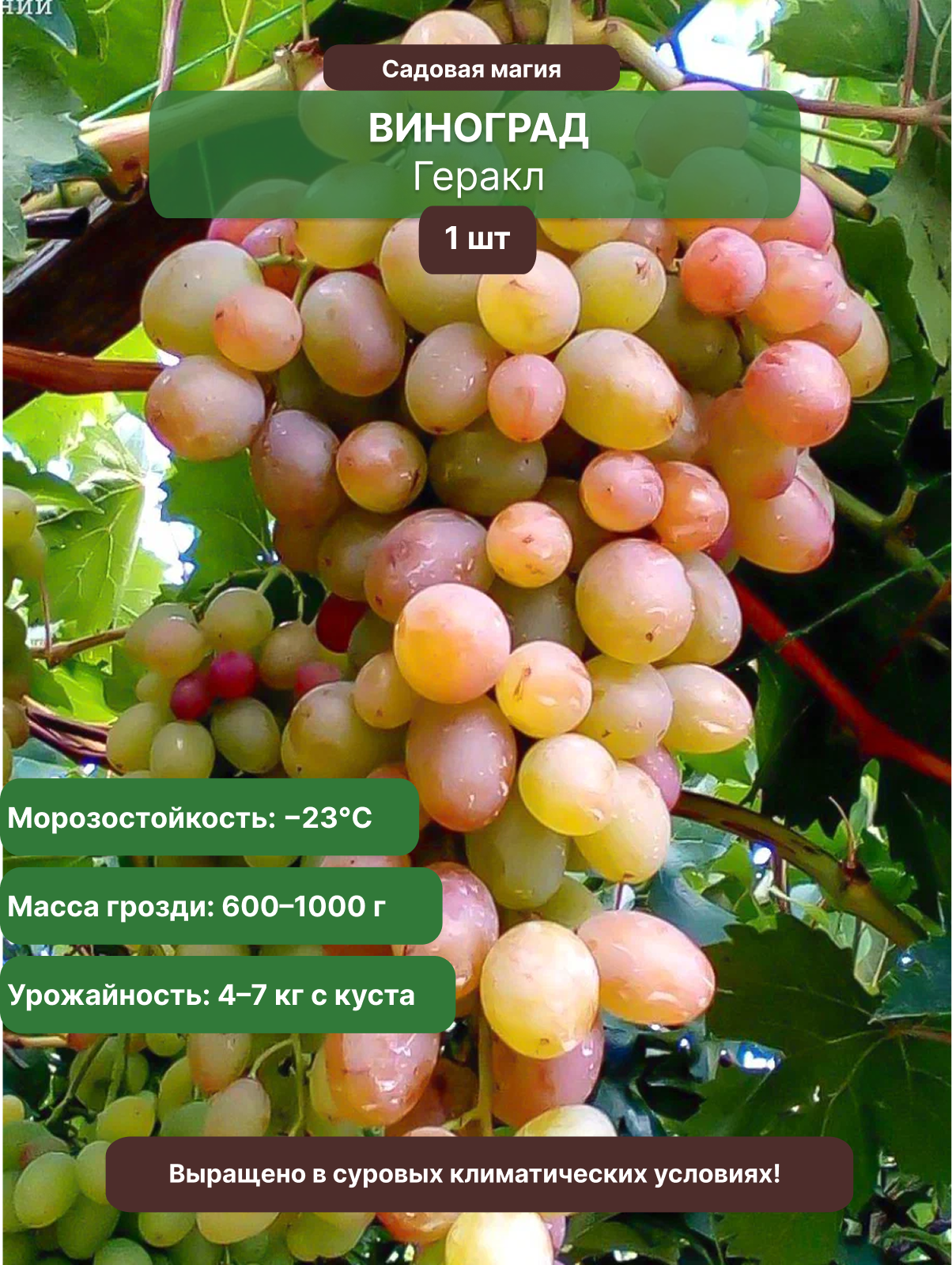 Виноград Геракл 1 шт / многолетний, раннеспелый, морозостойкий сорт