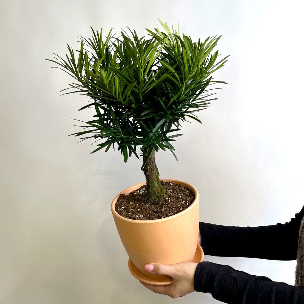 Комнатное растение живое, Бонсай Подокарпус в керамическом горшке с поддоном,44 см