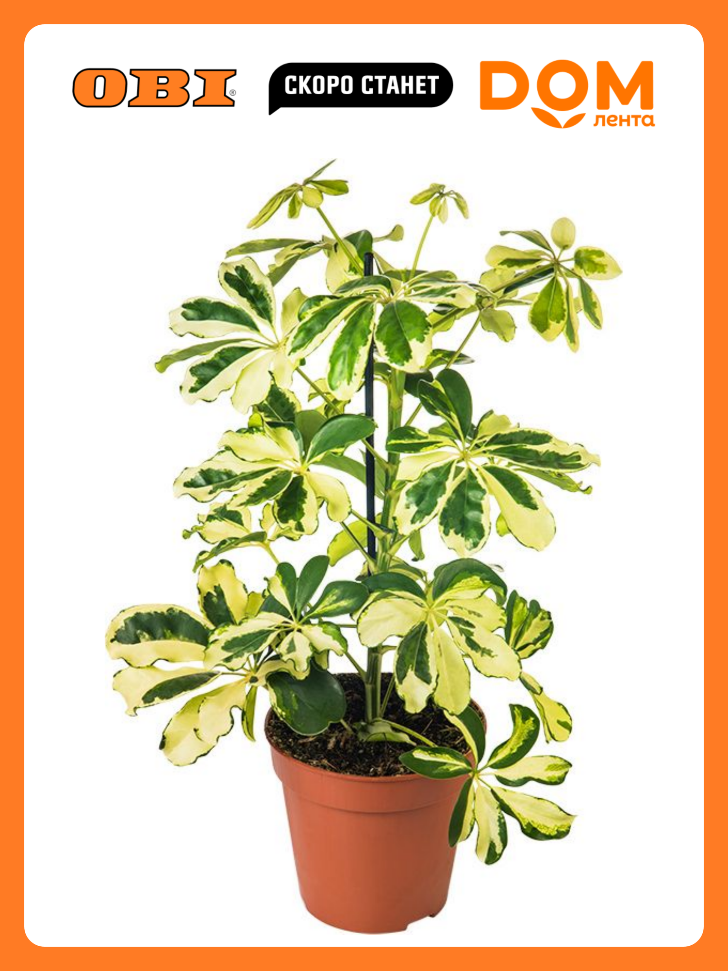 Комнатное растение "Шефлера Герда", декоративно-цветущее, высота 50 см